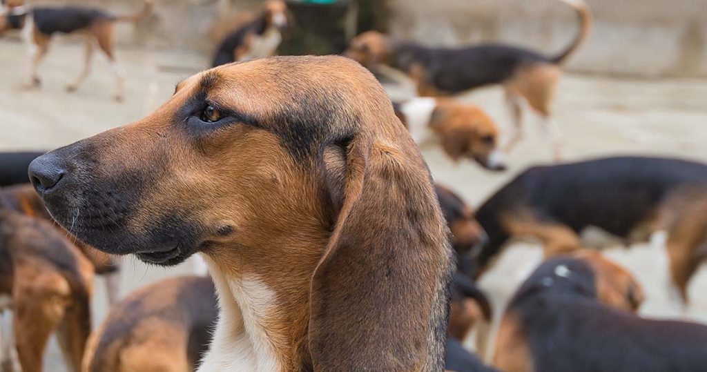 The Hounds of Cheverny - Two In France